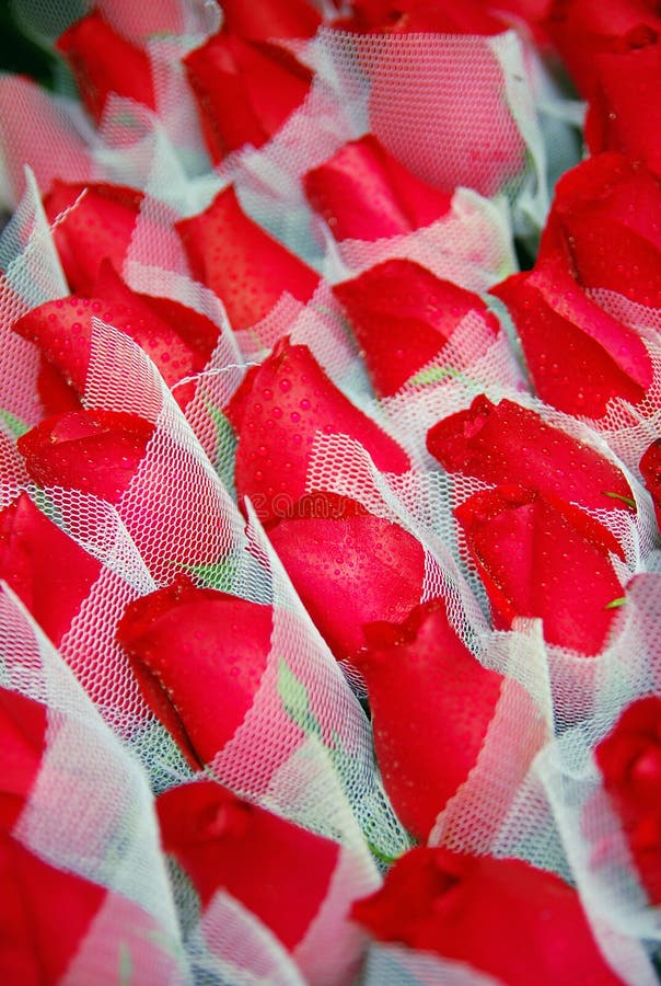 An array of red roses stock image. Image of rose, gift - 8078841