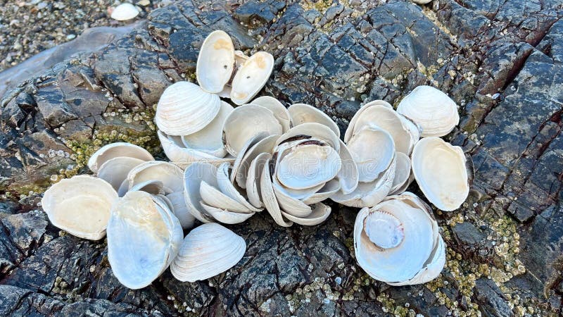 Array of Seashells on a Rigged Rock Surface. Bowen Island, Howe Sound ...