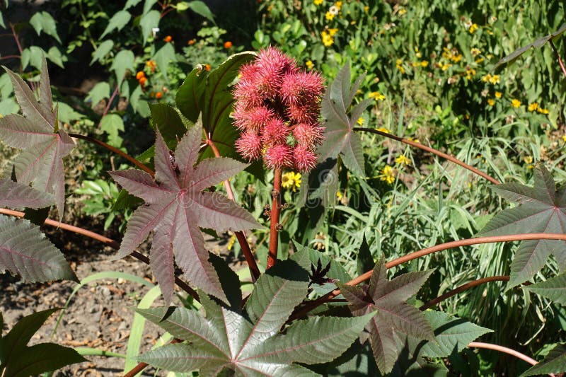 Array of Spiny Fruits of Ricinus Communis in September Stock Image ...