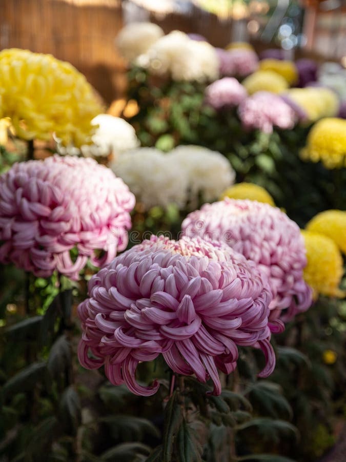 Array of Vibrant Flowers on Display in a Garden Stock Image - Image of ...