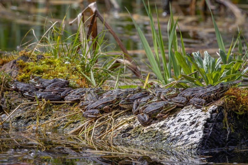 Vibrant Tropical Frogs Log Stock Photos - Free & Royalty-Free Stock ...
