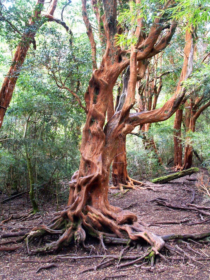 Arrayan tree stock image. Image of plant, bark, flora - 10283707