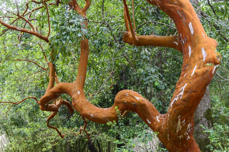 Arrayan tree stock image. Image of plant, bark, flora - 10283707