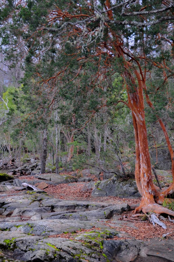 Arrayan Tree in Patagonia, Argentina Stock Image - Image of flora, wood ...