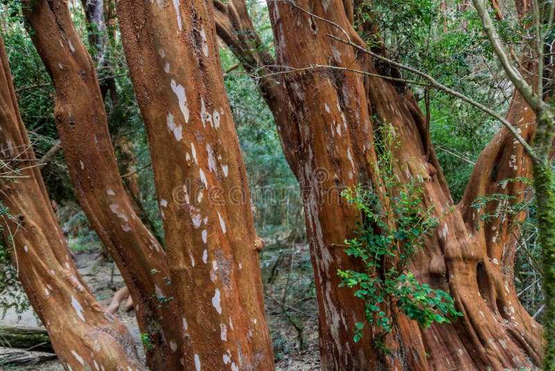 Luma Apiculata Stock Photos - Free & Royalty-Free Stock Photos from ...