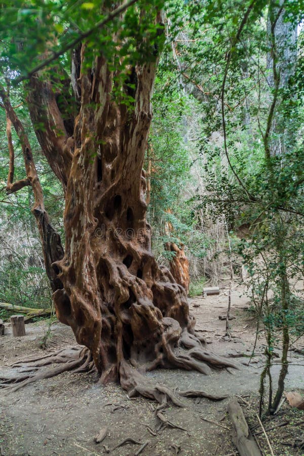 Luma Apiculata Stock Photos - Free & Royalty-Free Stock Photos from ...