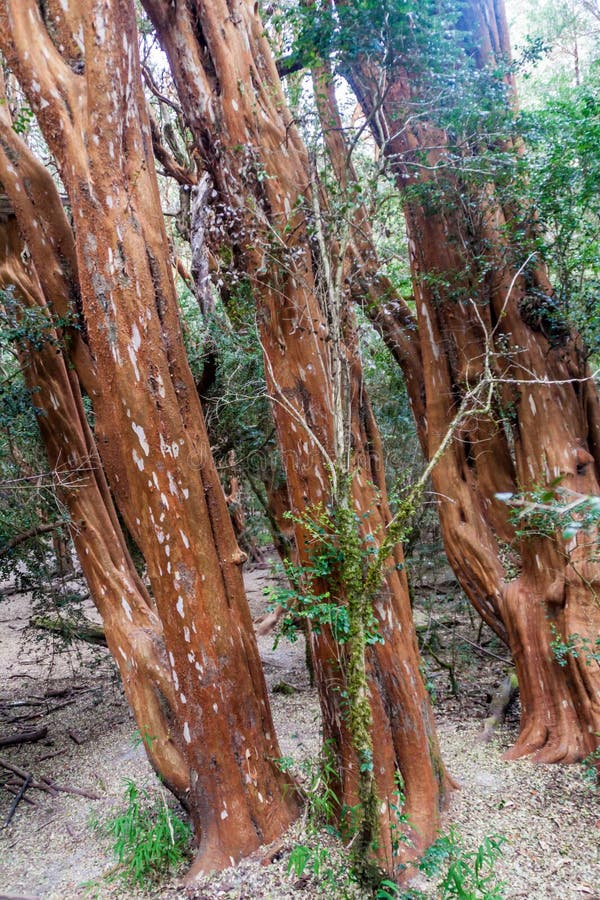 Arrayan Trees Stock Photos - Free & Royalty-Free Stock Photos from ...