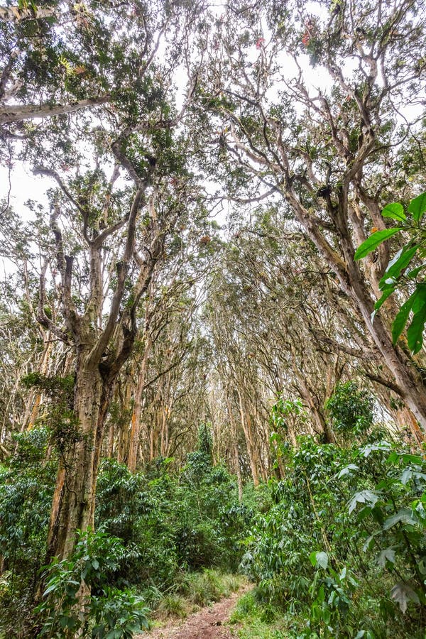 Arrayanes forest stock photo. Image of 10hectare, arrayan - 283100742