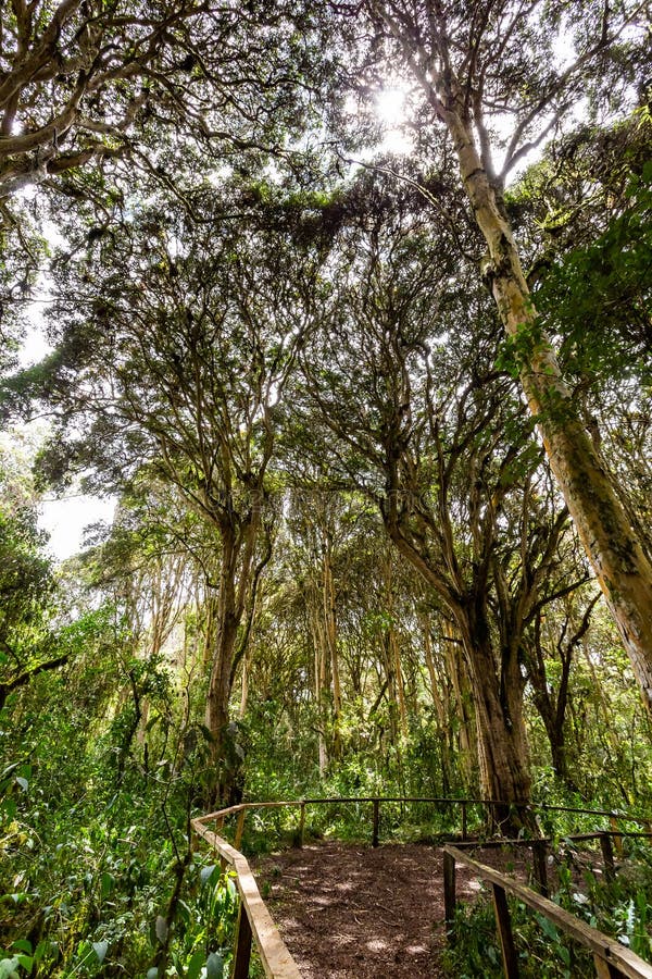 Arrayanes forest stock image. Image of vault, forest - 283100771