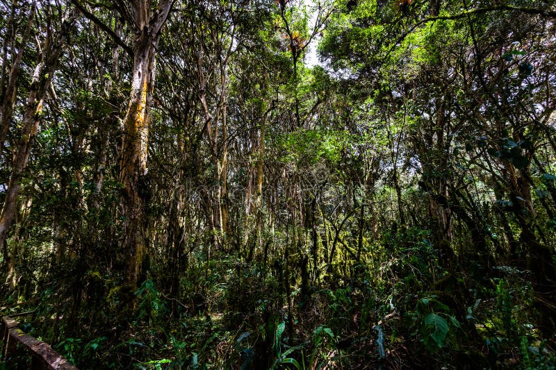 Arrayanes forest stock image. Image of form, myrtle - 283100807