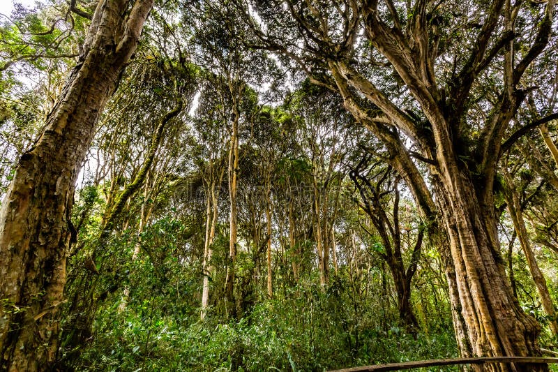 Arrayanes forest stock image. Image of arrayan, arrayanes - 283100859