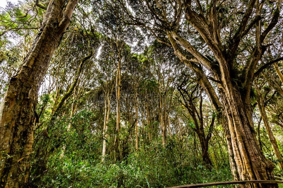 Arrayanes forest stock image. Image of arrayan, arrayanes - 283100859