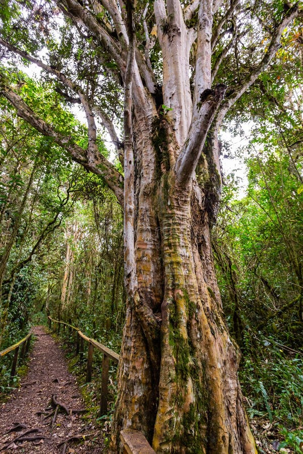 Arrayanes forest stock photo. Image of trees, green - 283100878