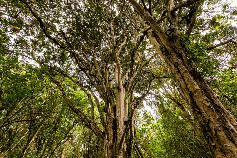Arrayanes forest stock photo. Image of thick, site, reserve - 283100898