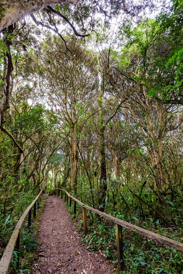 Arrayanes forest stock image. Image of gabriel, trees - 283100915