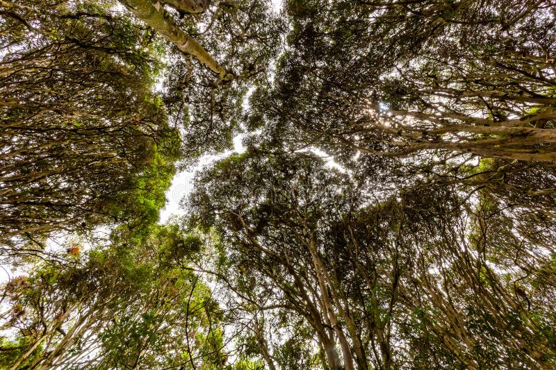 Arrayanes forest stock image. Image of cathedral, ecuador - 283100949