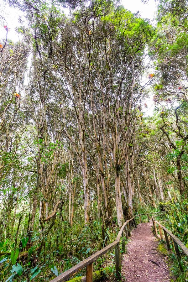 Arrayanes forest stock photo. Image of tops, site, cathedralquot ...