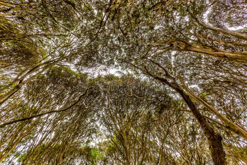 Arrayanes forest stock photo. Image of green, mountains - 283100972