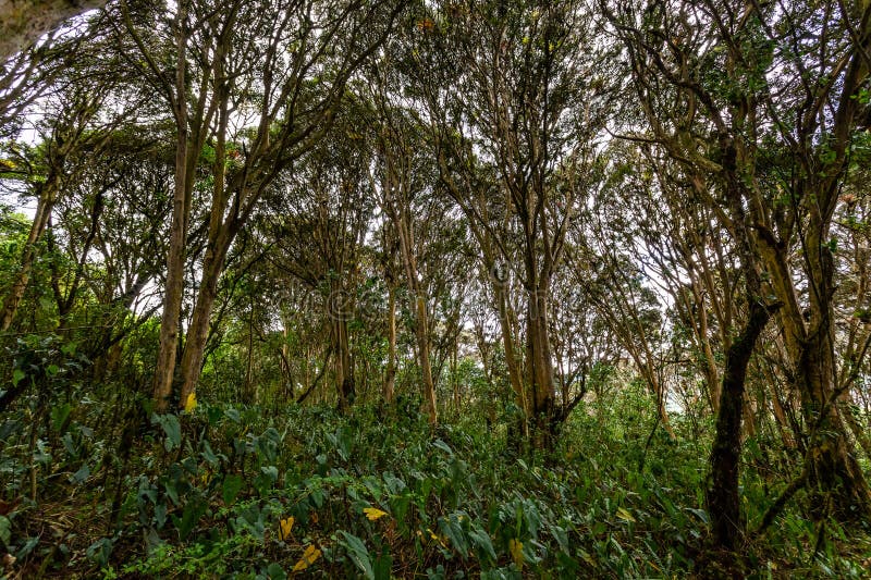 Arrayanes forest stock image. Image of tree, carchi - 283100985