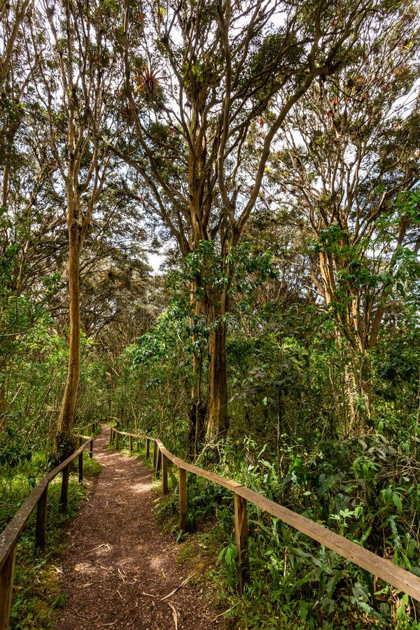 Arrayanes forest stock image. Image of carchi, arrayanes - 283101047