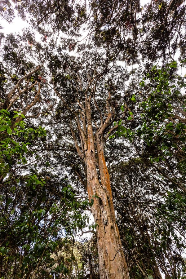 Arrayanes forest stock photo. Image of reddish, hectare - 283101068