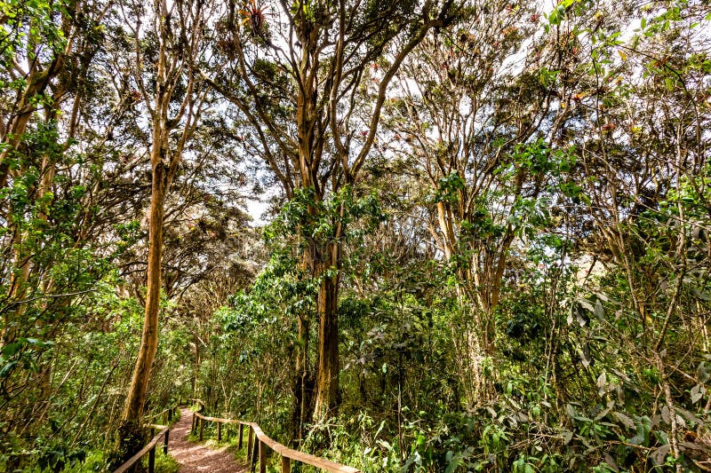 Arrayanes forest stock image. Image of forest, hectare - 283101119