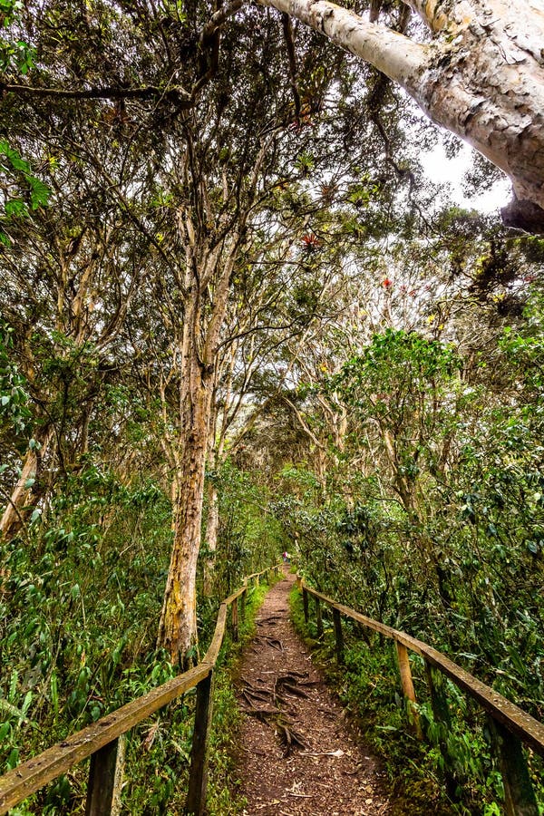 Arrayanes forest stock photo. Image of hectare, cathedralquot - 283101184