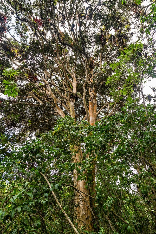 Arrayanes forest stock photo. Image of tree, trunk, mountains - 283101270