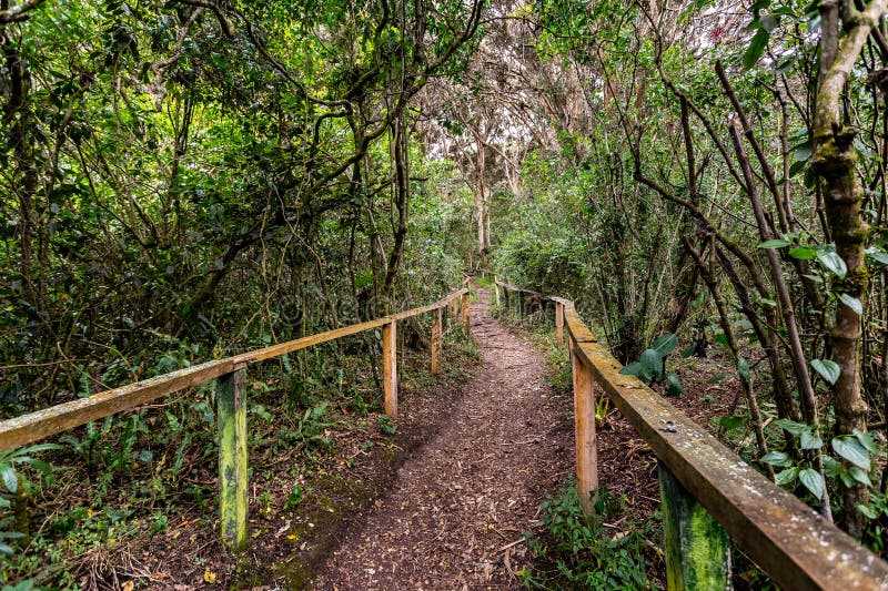 Arrayanes forest stock photo. Image of 10hectare, atmosphere - 283101280