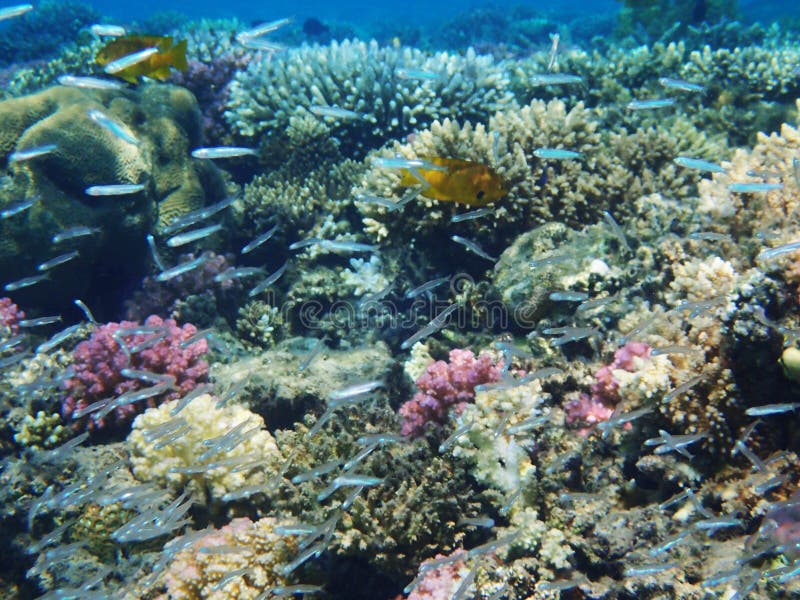 Arrecife De Coral En El Mar Rojo Foto de archivo - Imagen de recorrido ...