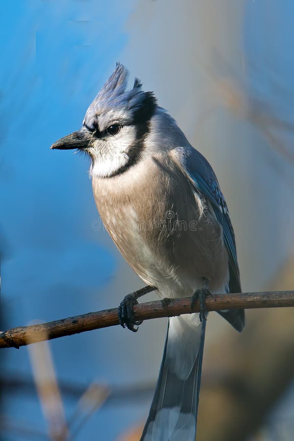 Arrendajo azul foto de archivo. Imagen de fauna, backyard - 76704176