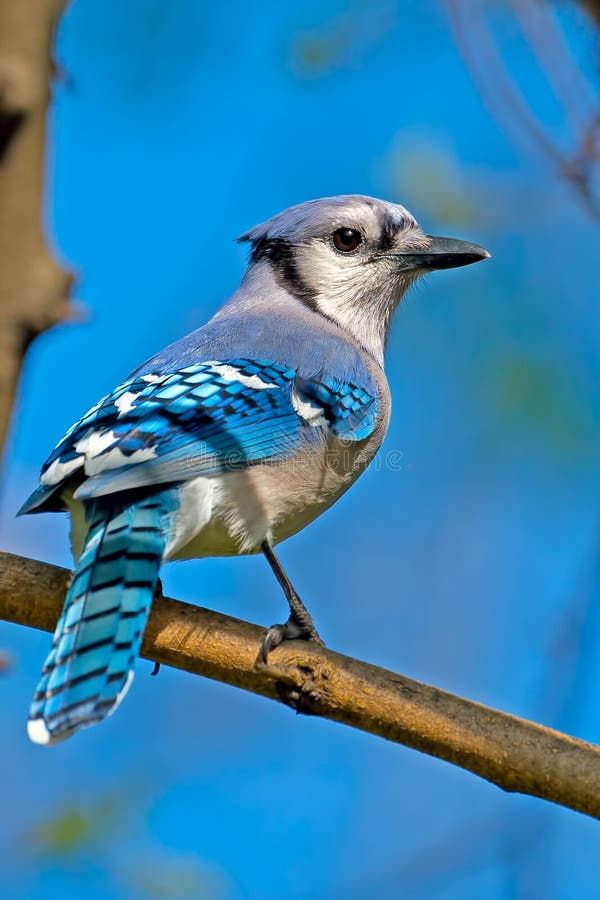 Arrendajo azul foto de archivo. Imagen de fauna, backyard - 76704176