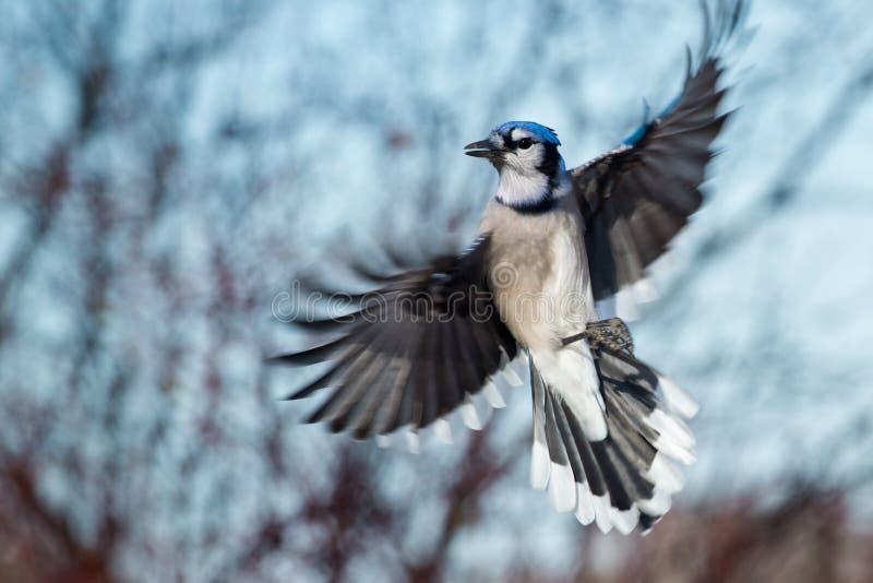 Arrendajo azul imagen de archivo. Imagen de avituallamiento - 45757585
