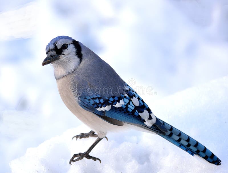Arrendajo azul foto de archivo. Imagen de salvaje, azul - 37863300
