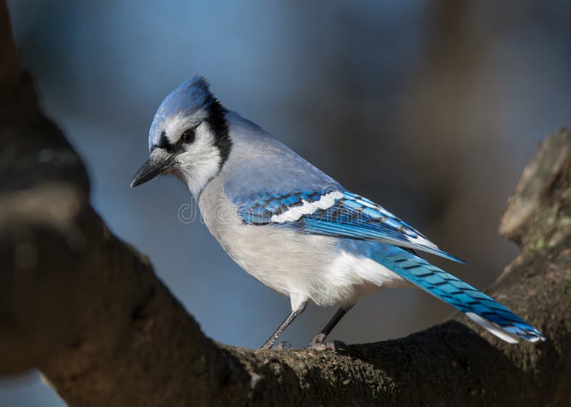 Arrendajo azul foto de archivo. Imagen de cubo, fauna - 48669144
