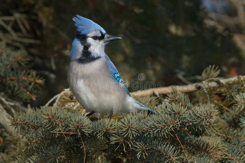 Arrendajo azul imagen de archivo. Imagen de avituallamiento - 45757585