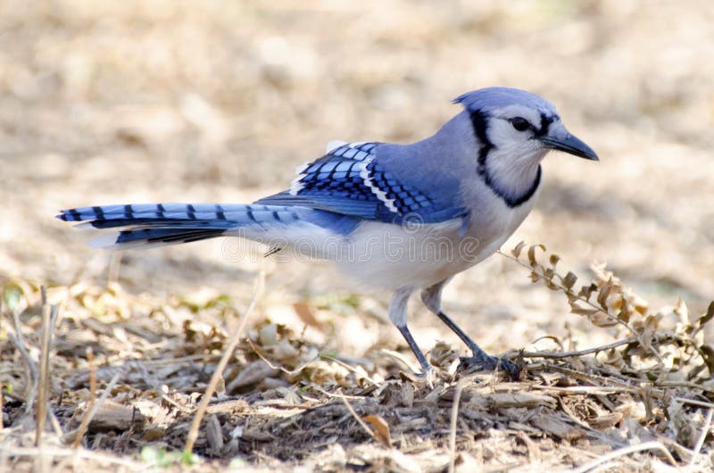 Arrendajo azul foto de archivo. Imagen de ruidoso, aviar - 67984350