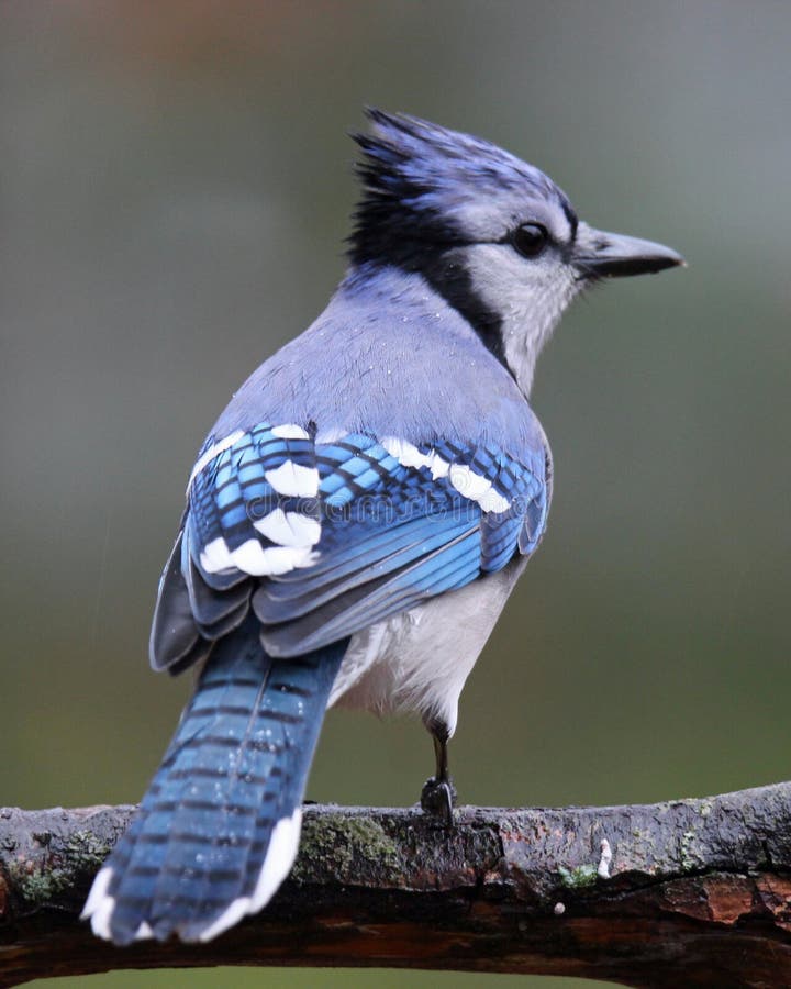 Arrendajo Azul Del Día Lluvioso Foto de archivo - Imagen de cubo ...