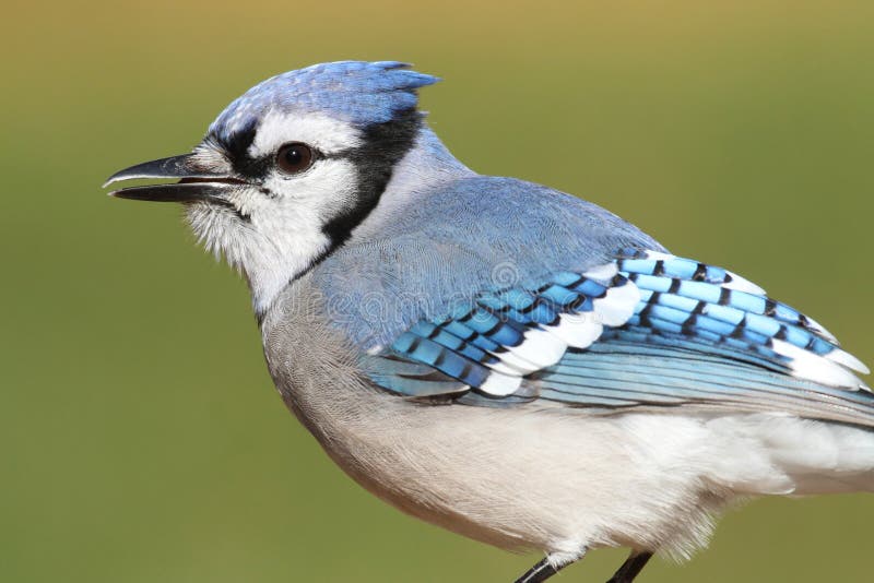 Arrendajo azul en una rama imagen de archivo. Imagen de fauna - 35549845