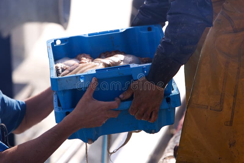 Arrival of fish at port stock photo. Image of fresh, fishing - 24700108