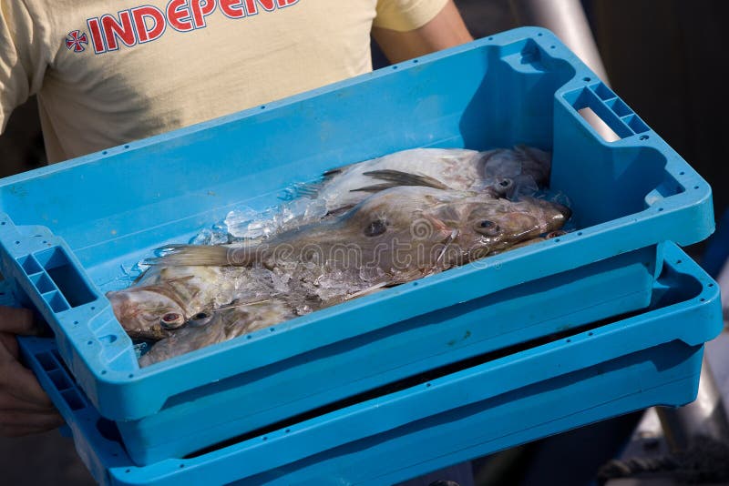 Arrival of fish at port stock photo. Image of fresh, offices - 24700496