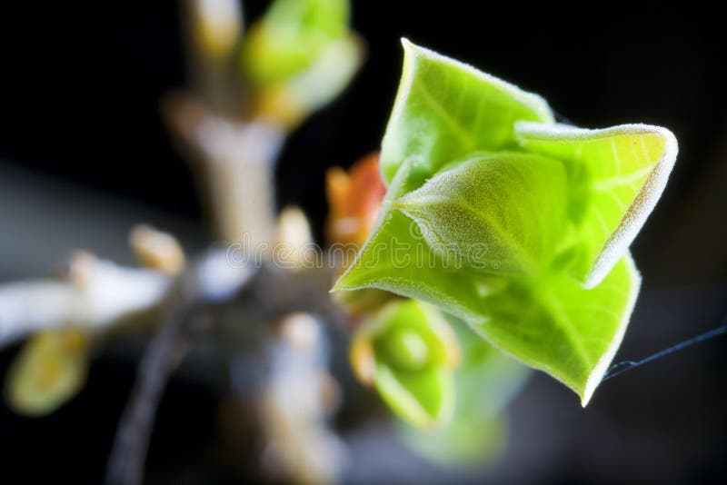 Arrival of spring stock image. Image of life, dark, growth - 4942973