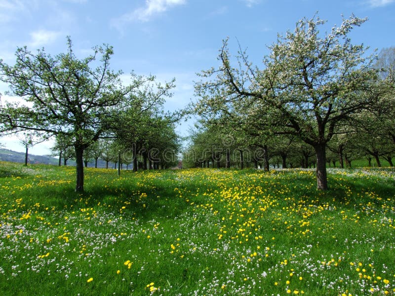 Arrival of Spring and Awakening of Nature Stock Photo - Image of fresh ...