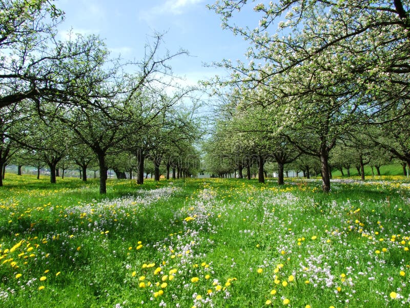 Arrival of Spring in an English Garden Stock Image - Image of planters ...