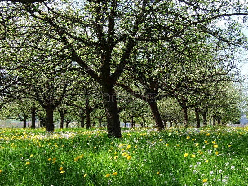 Arrival of Spring and Awakening of Nature Stock Image - Image of ...