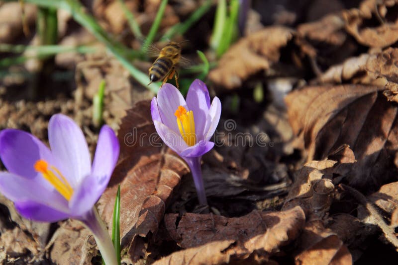 The ARRIVAL of SPRING: the Bee and Violets Stock Photo - Image of bloom ...