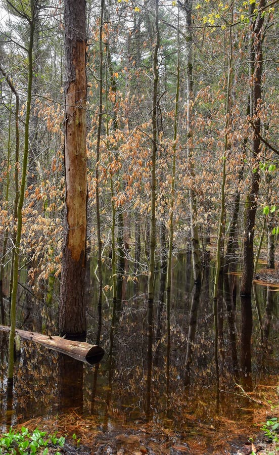 Spring Time in a Swamp in Massachusetts Stock Image - Image of woods ...