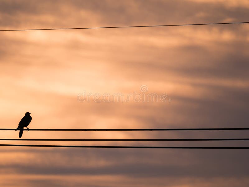 Crow on Power Line in Black and White Stock Image - Image of industrial ...