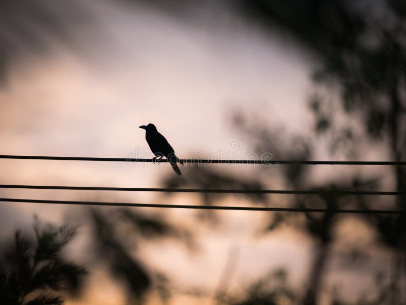 Crow on Power Line in Black and White Stock Image - Image of industrial ...
