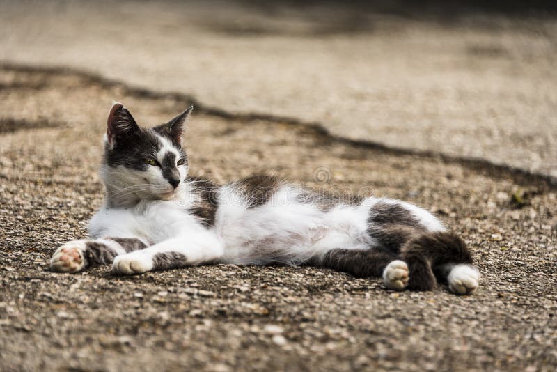 929 Wild Tomcat Stock Photos - Free & Royalty-Free Stock Photos from ...